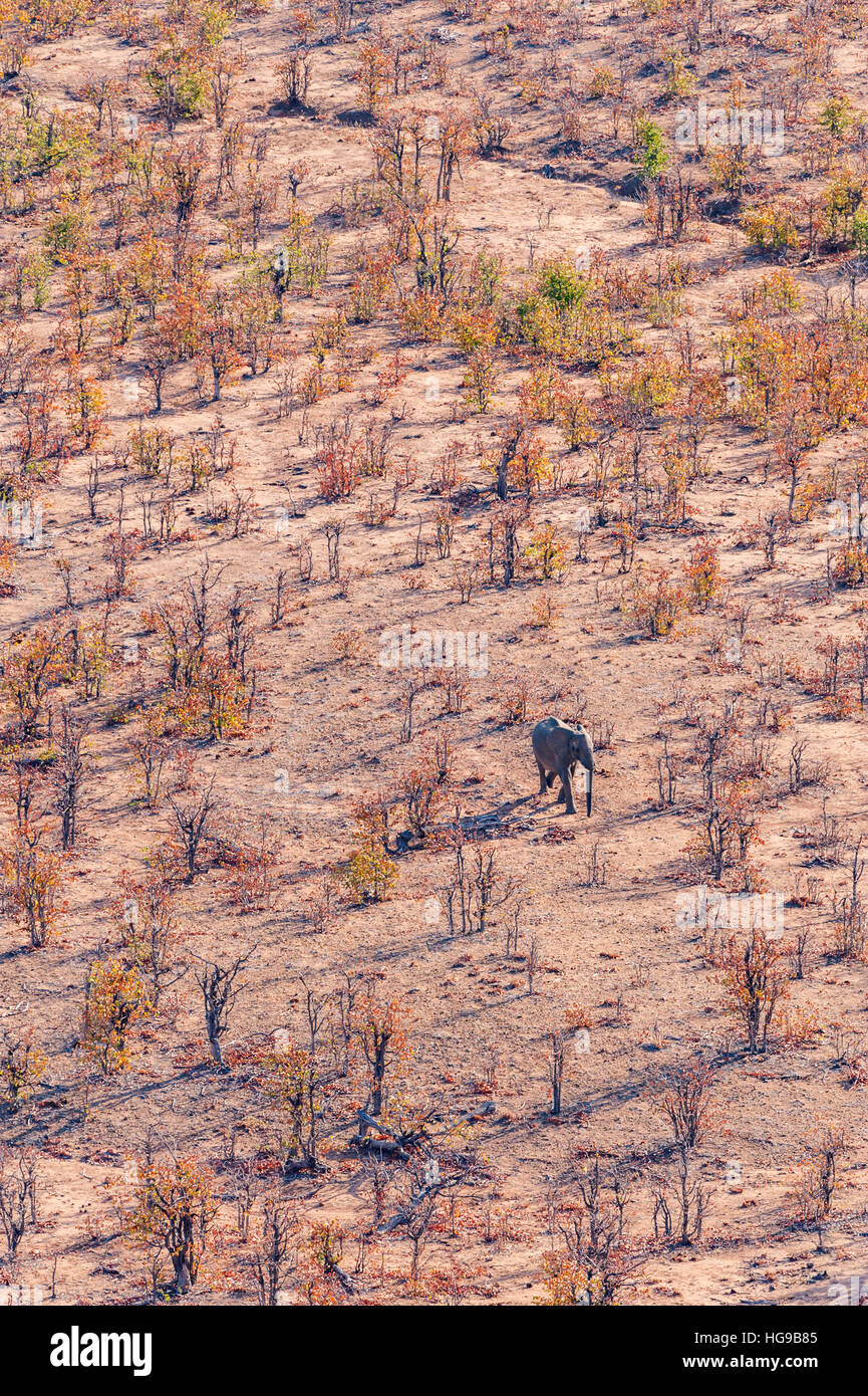 Elephant in thick mopane scrub trees forest above Stock Photo - Alamy
