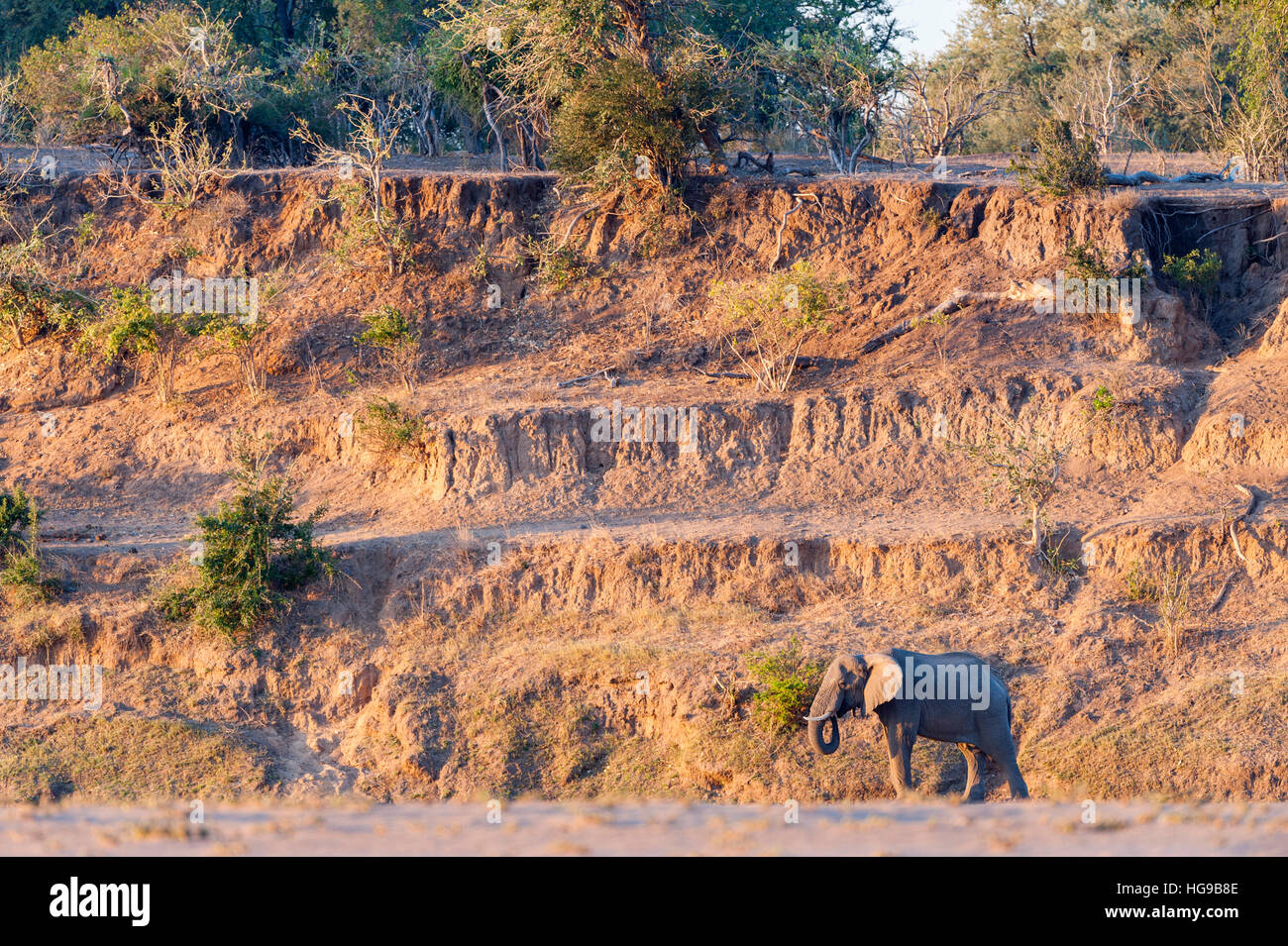 Elephant riverbed Runde River Gonarezhou Zimbabwe Stock Photo - Alamy