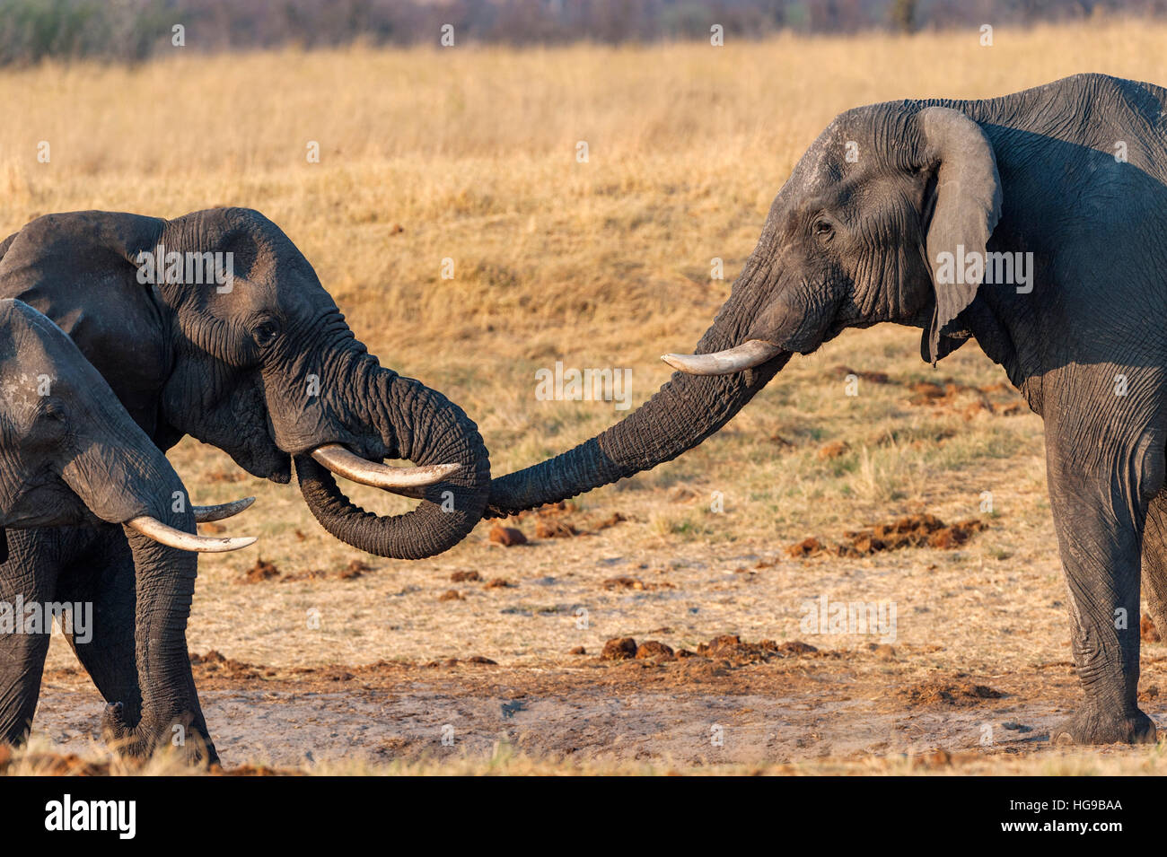 large bull male elephants greeting trunks mouth Stock Photo - Alamy