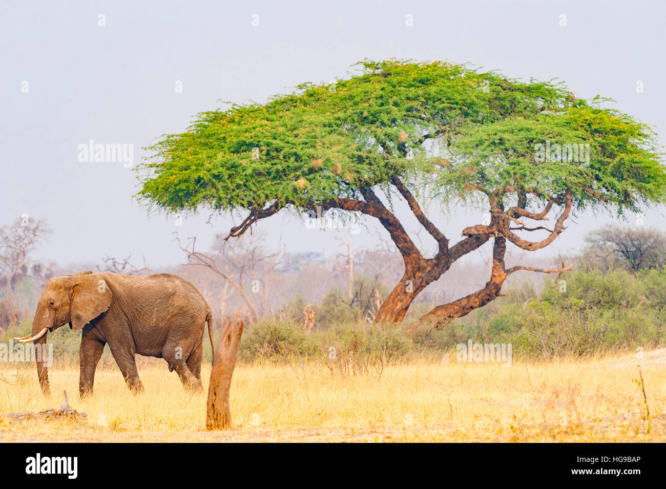 Camelthorn tree hi-res stock photography and images - Alamy