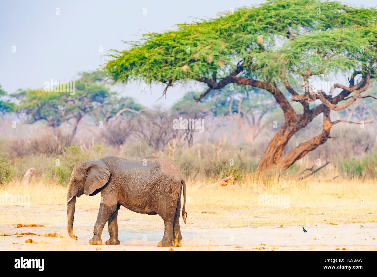 Acacia Tree Elephant Lone African Elephant Acacia Tree Spring Stock