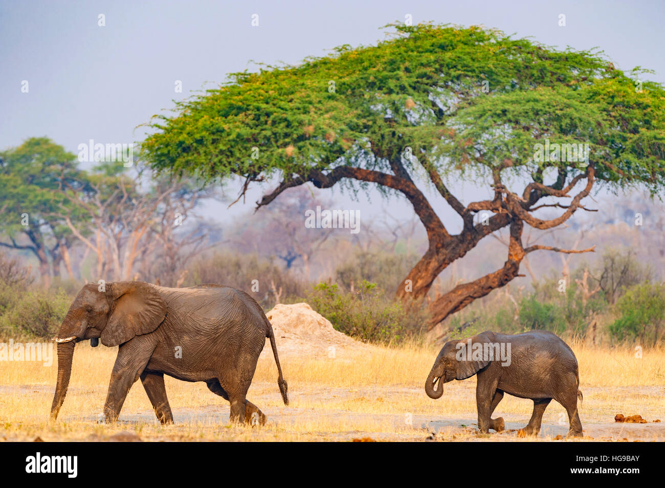 Camelthorn tree hi-res stock photography and images - Alamy
