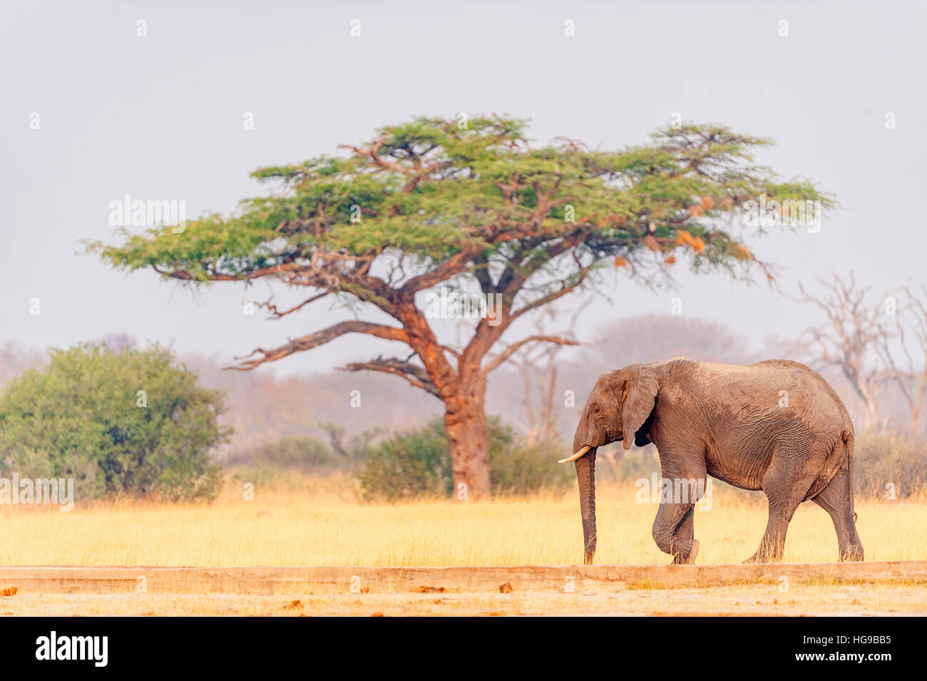 Camelthorn tree hi-res stock photography and images - Alamy