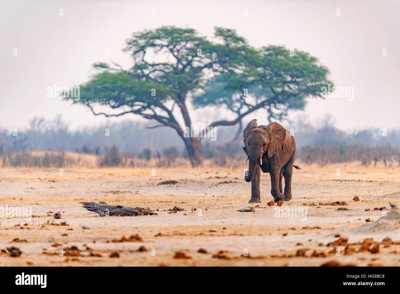 Elephants running to drink waterhole Hwange bull Stock Photo - Alamy
