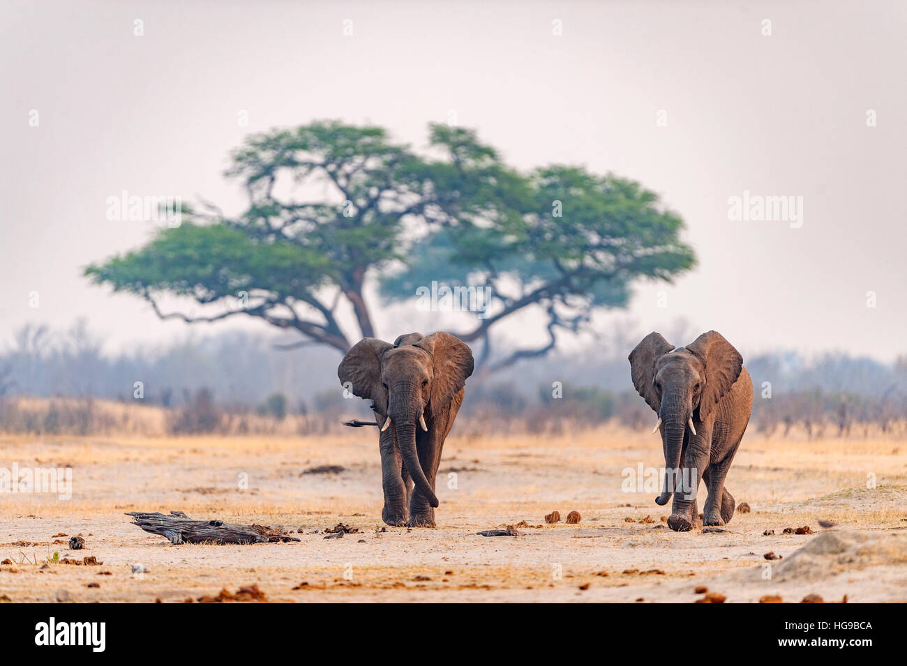 Elephants running to drink waterhole Hwange bull Stock Photo - Alamy