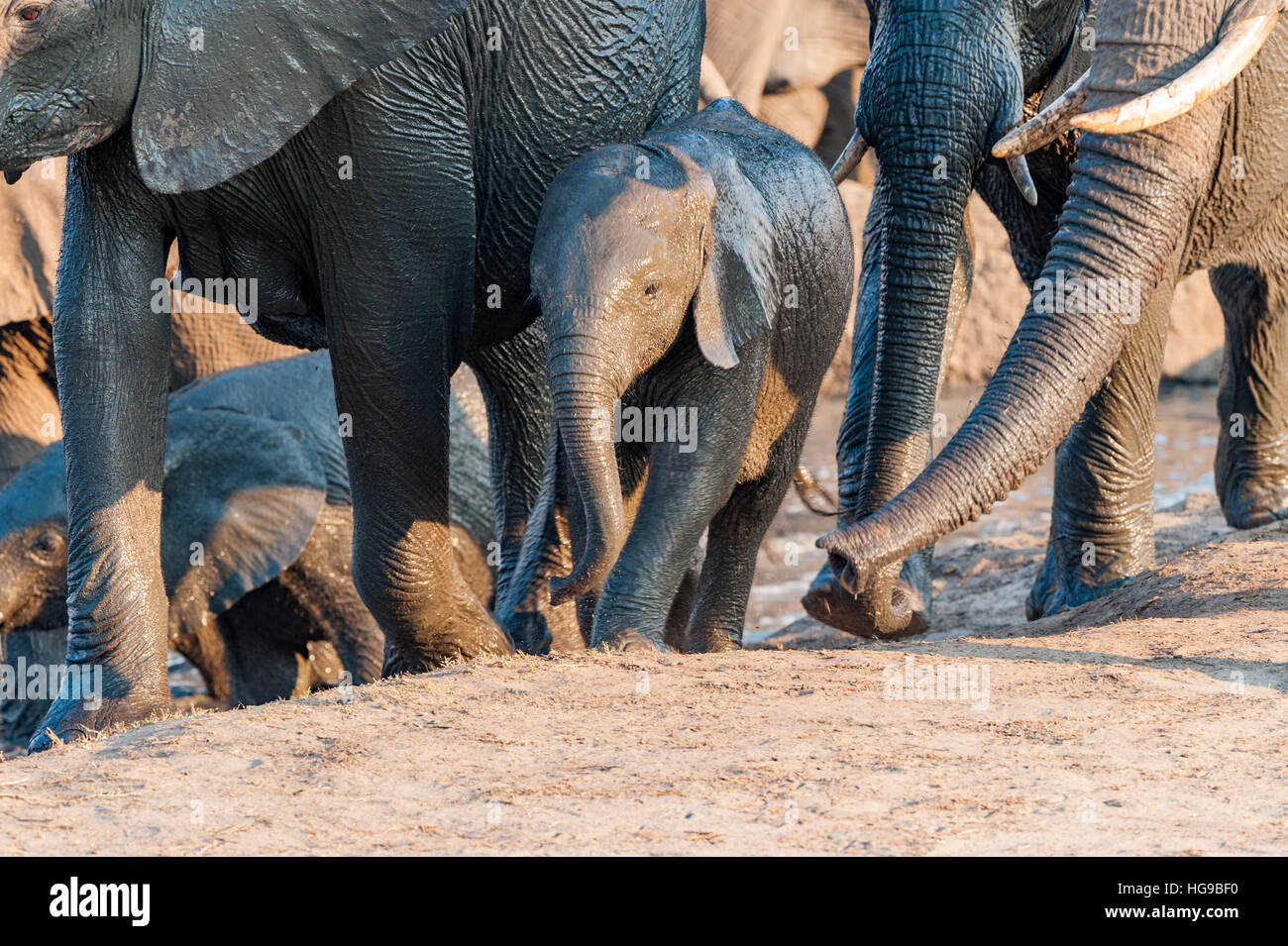 Baby elephant walking between legs hi-res stock photography and images ...