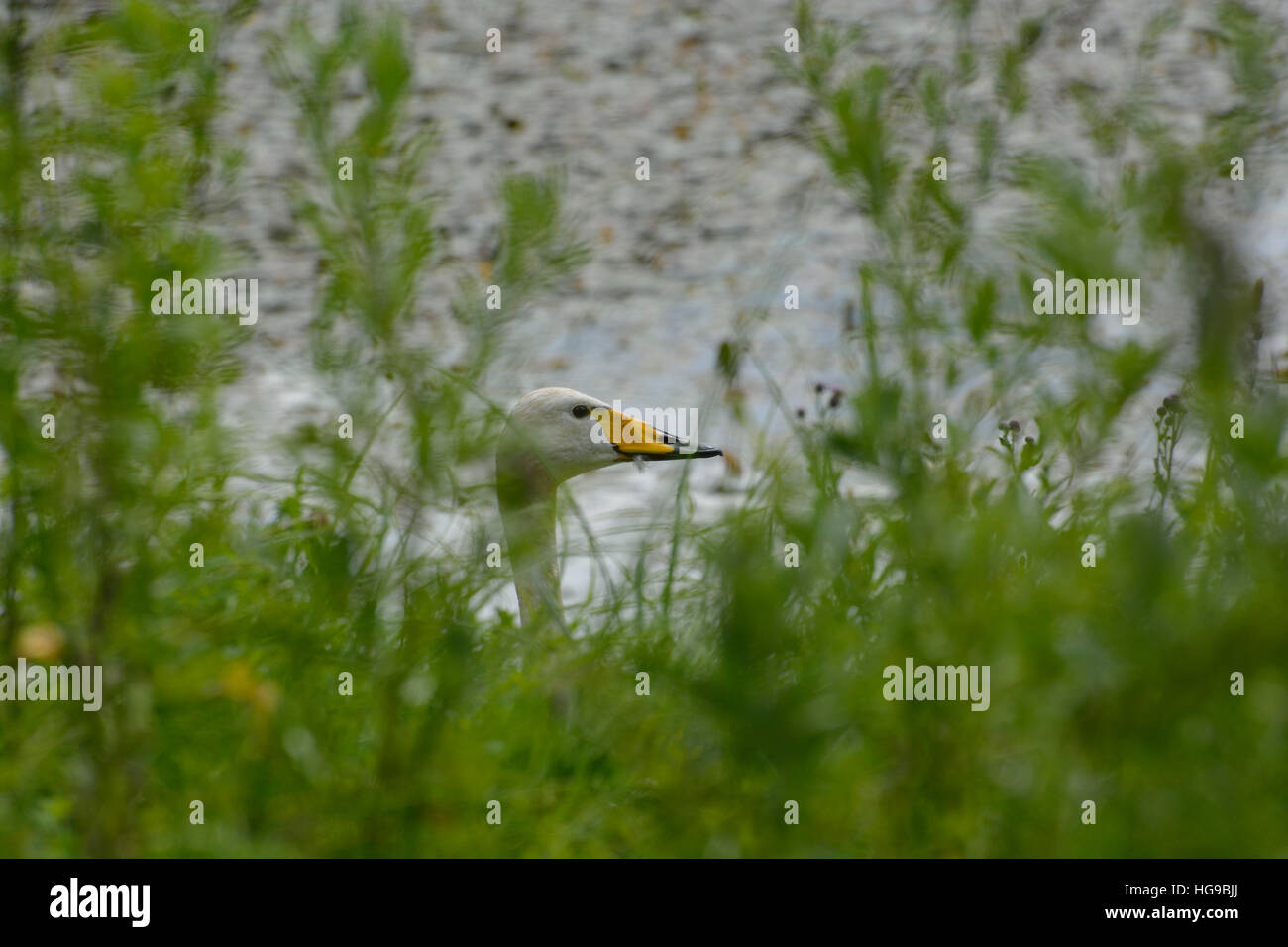 Whooper swan bird hi-res stock photography and images - Alamy