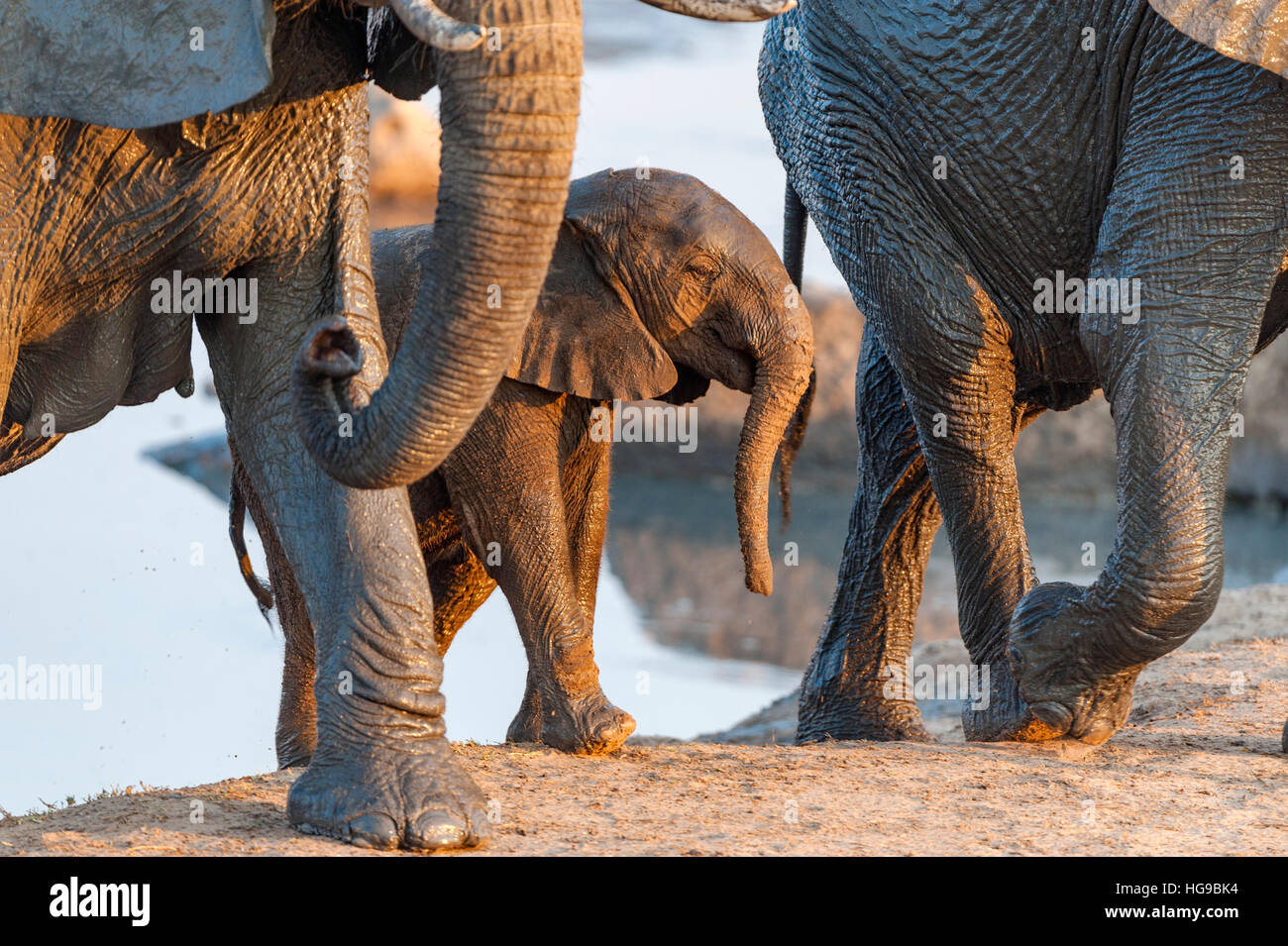 Baby elephant walking between legs hi-res stock photography and images ...