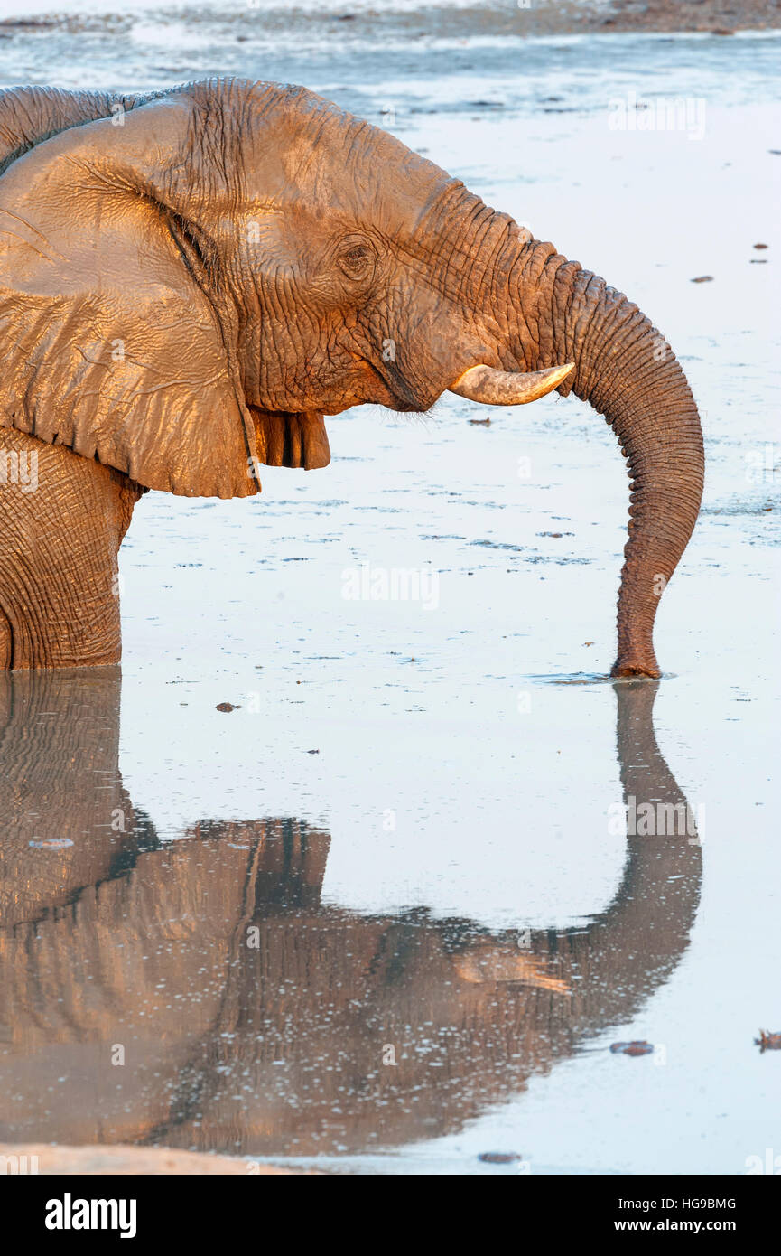 large elephant drinking in water pan hole swimming Stock Photo - Alamy