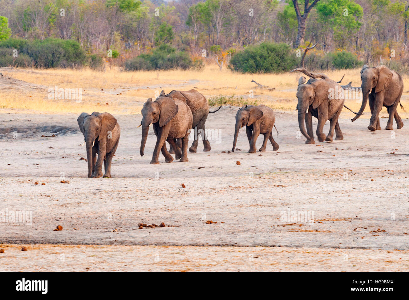 Elephant family near water hole hi-res stock photography and images - Alamy