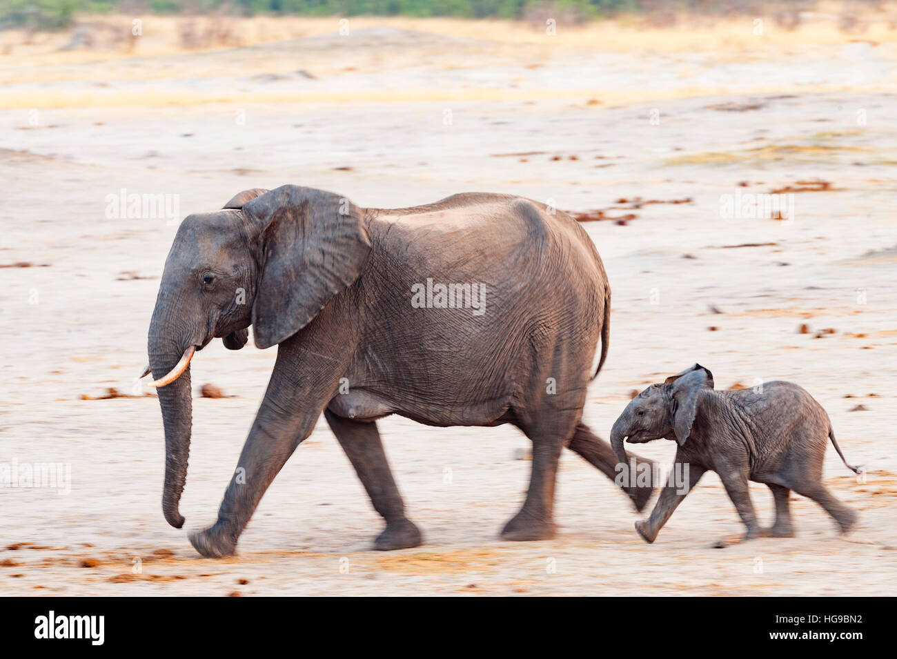 African Elephant walking waterhole pan Hwange pair Stock Photo - Alamy