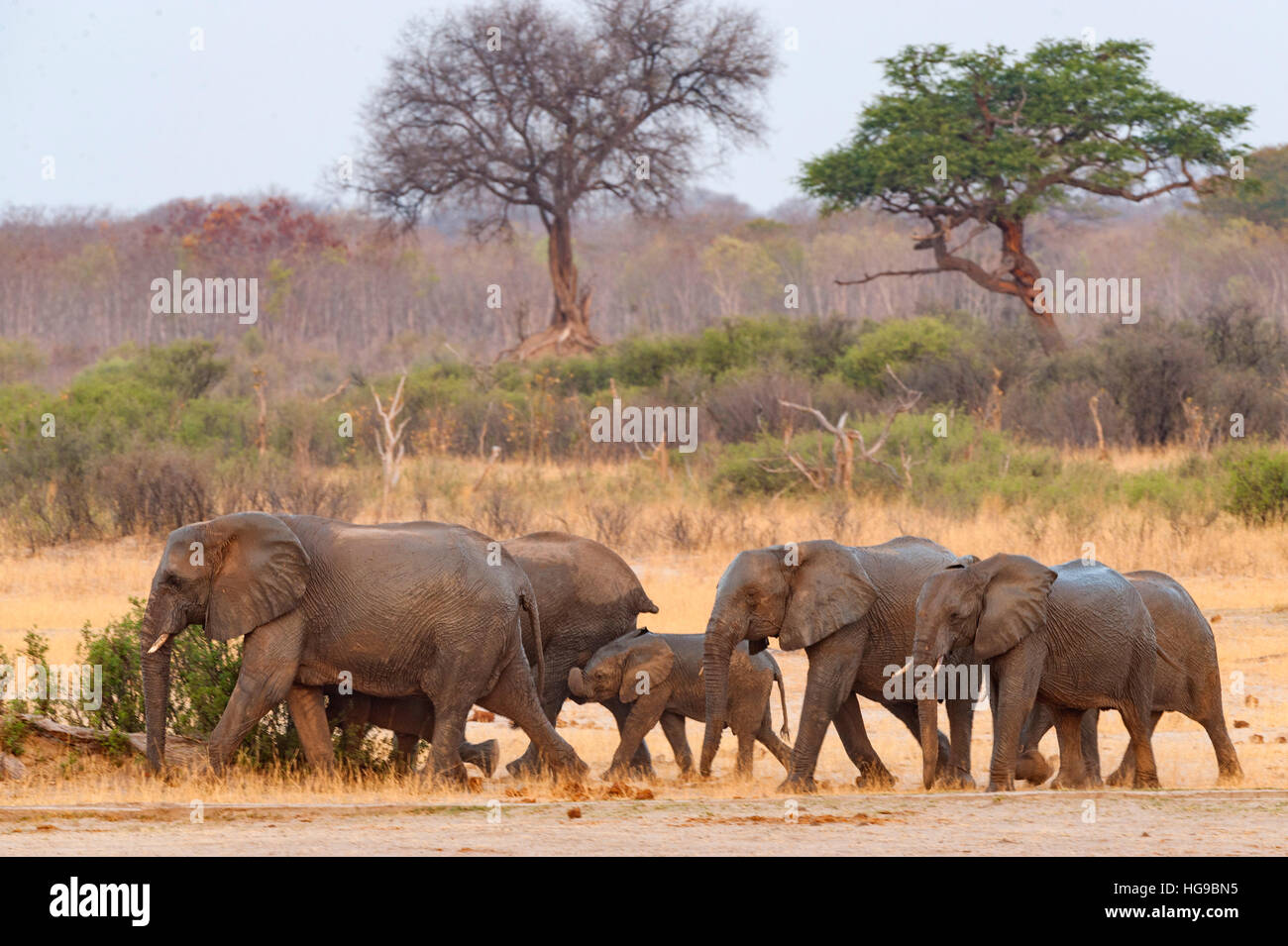 Elephant family near water hole hi-res stock photography and images - Alamy