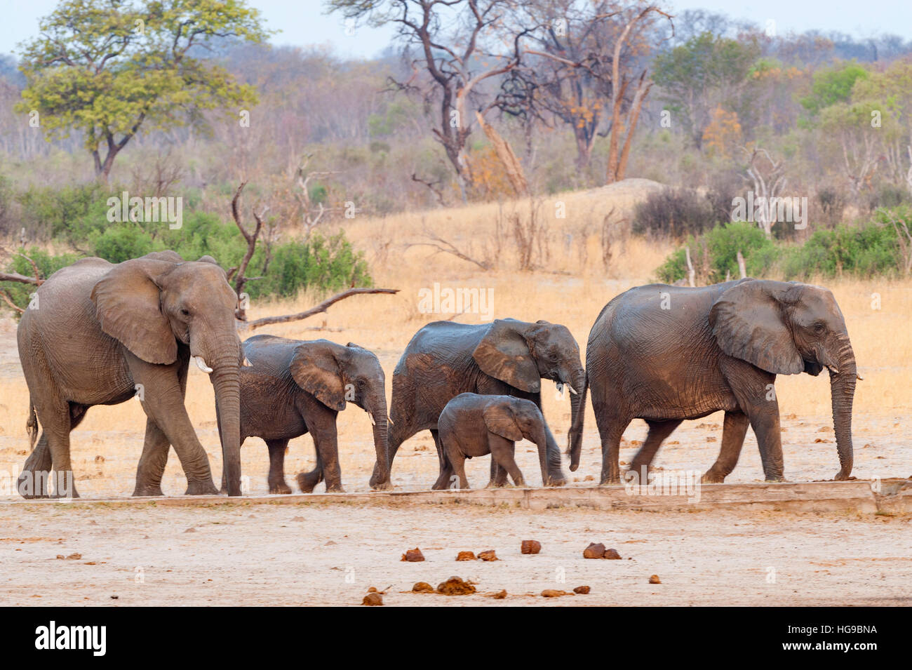 African elephant large herd water running Hwange Stock Photo - Alamy