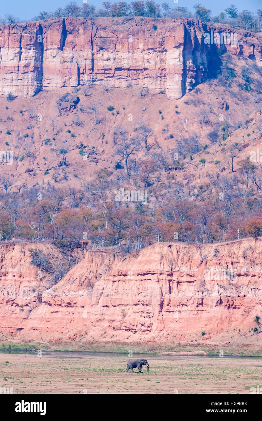 Elephants walking Chilojo Cliffs Gonarezhou sunset Stock Photo - Alamy