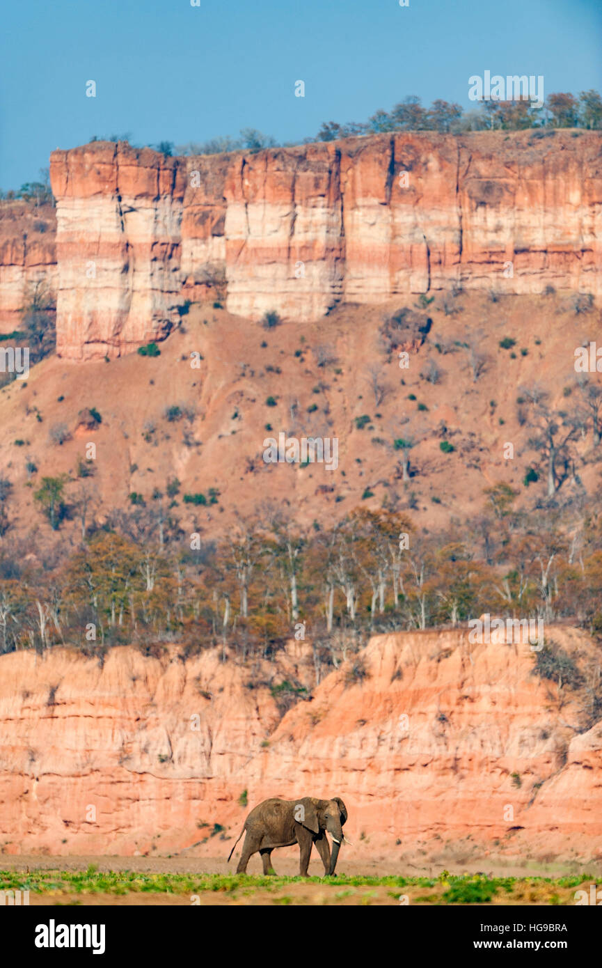 Elephants walking Chilojo Cliffs Gonarezhou sunset Stock Photo - Alamy