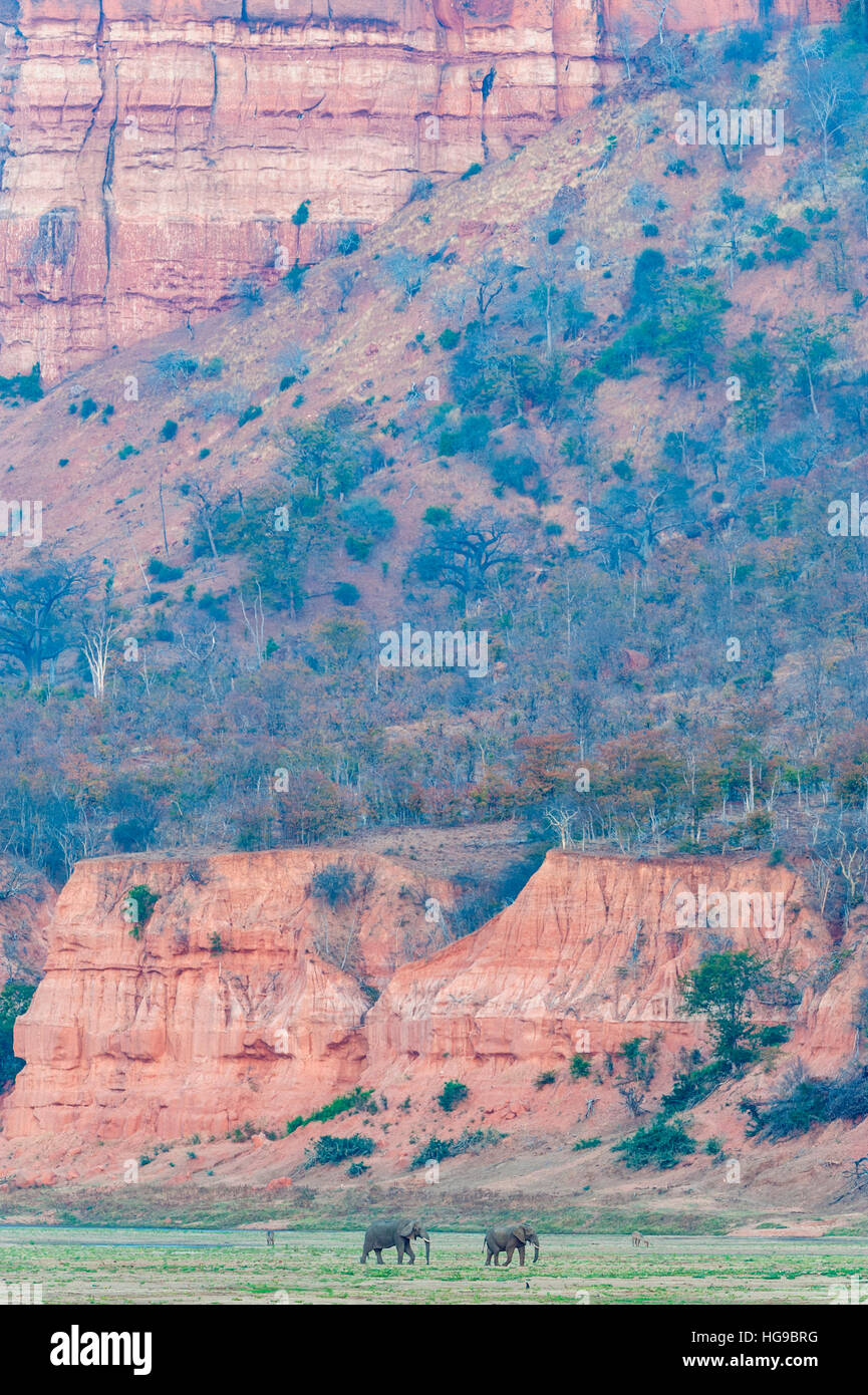 Elephants walking Chilojo Cliffs Gonarezhou sunset Stock Photo - Alamy