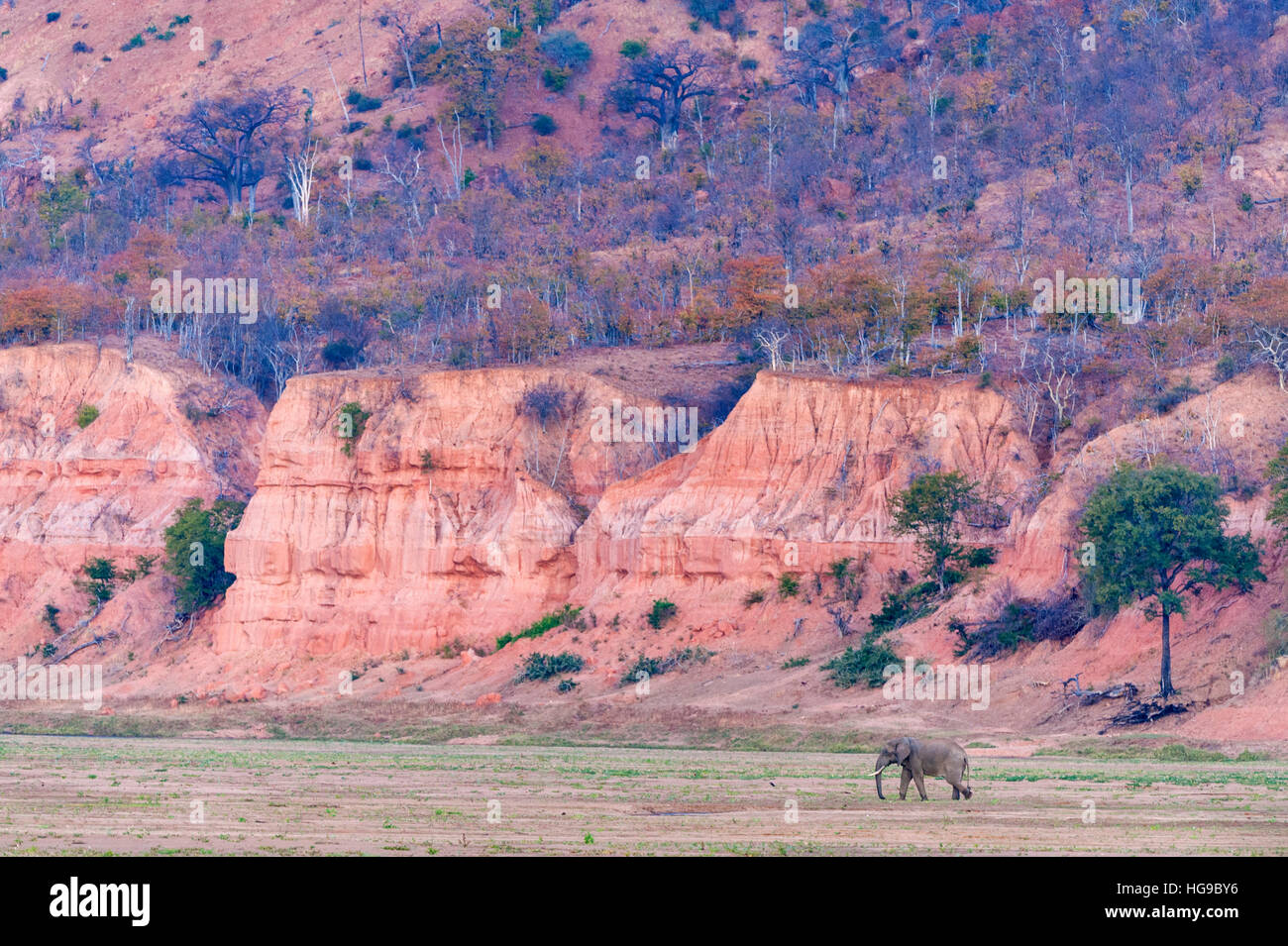 Elephants walking Chilojo Cliffs Gonarezhou sunset Stock Photo - Alamy