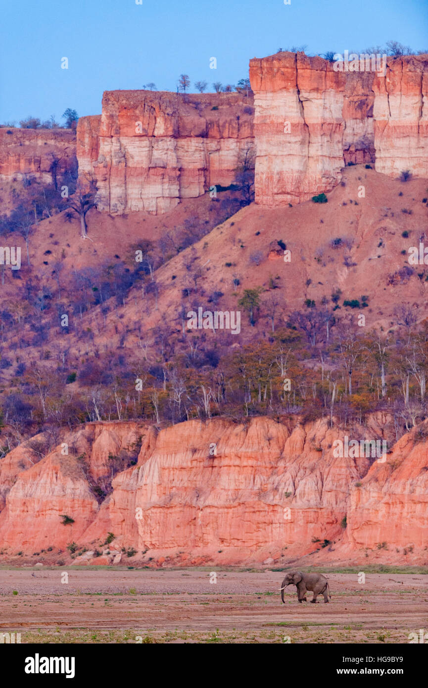 Elephants walking Chilojo Cliffs Gonarezhou sunset Stock Photo - Alamy