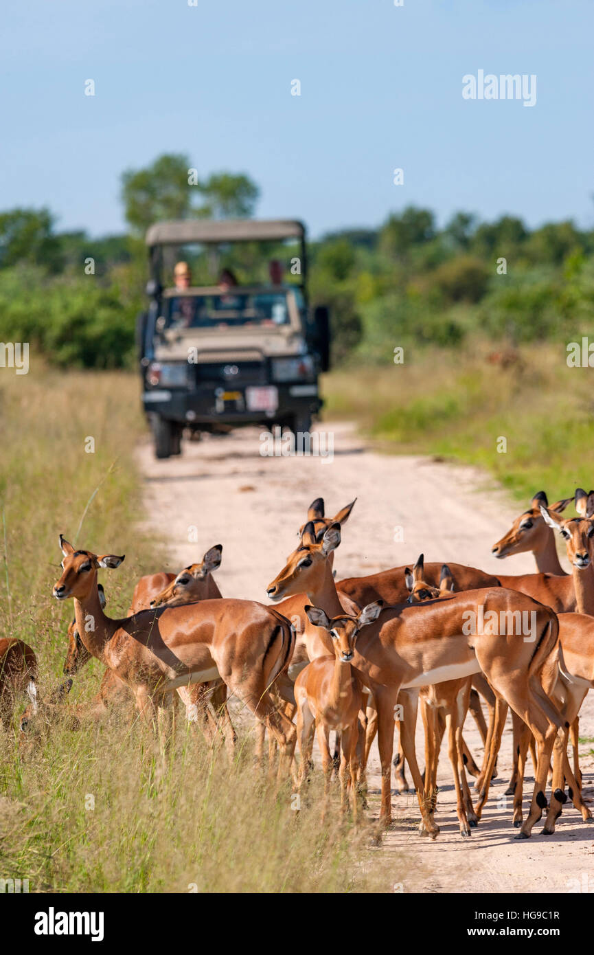 large herd Impala safari vehicle Hwange Zimbabwe Stock Photo - Alamy