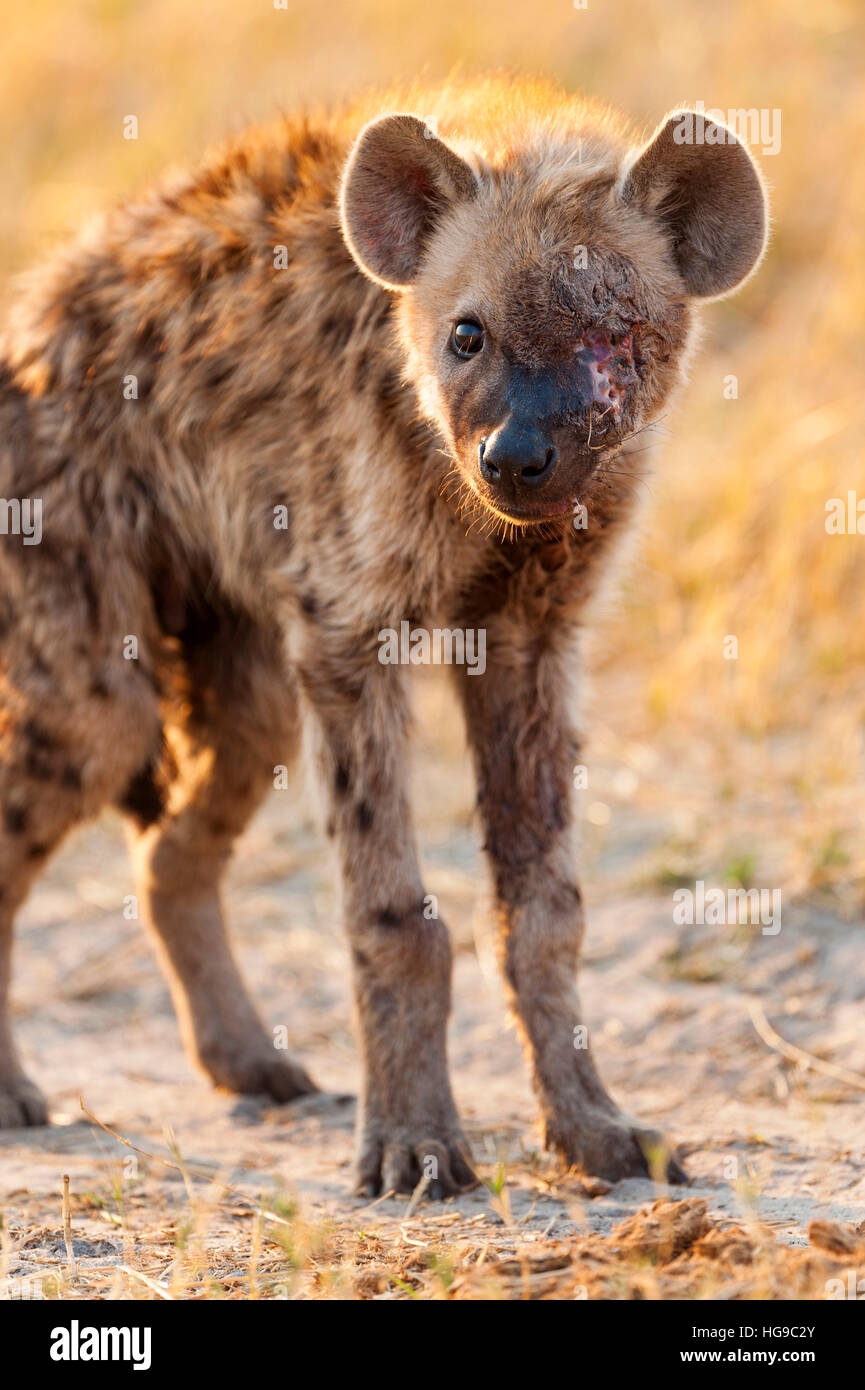 young Spotted Hyaena close face injured scar fight Stock Photo - Alamy