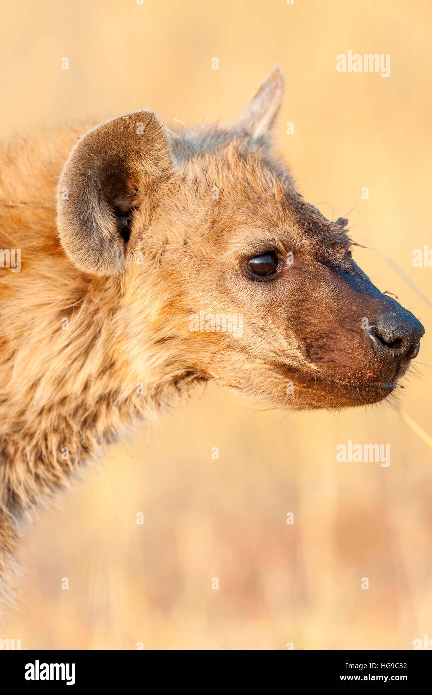 Spotted hyena watching in the tall grass hi-res stock photography and ...