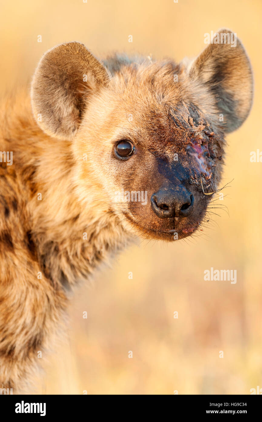 Get The Scar Hyenas