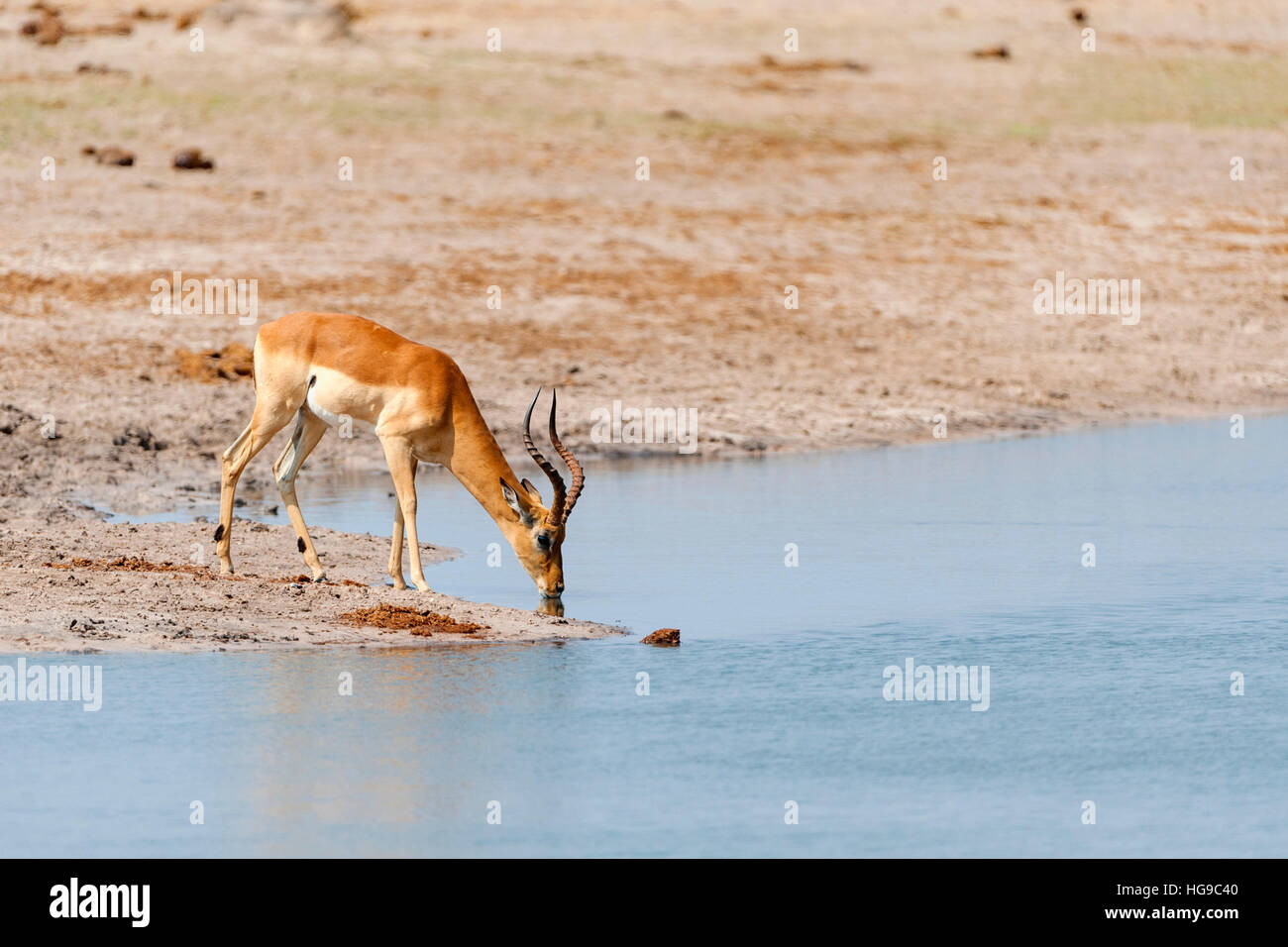 Impala seen drinking from a river in Hwange National Park Stock Photo ...