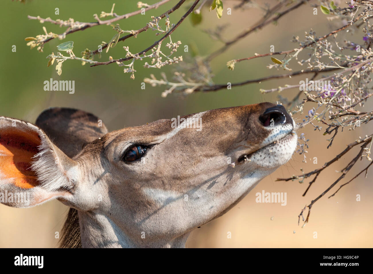 Greater Kudu browsing tree eat eating leaves close Stock Photo - Alamy