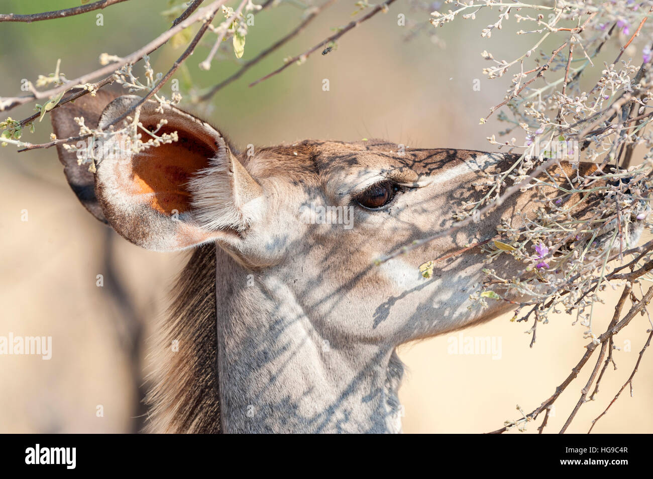 Greater Kudu browsing tree eat eating leaves close Stock Photo - Alamy
