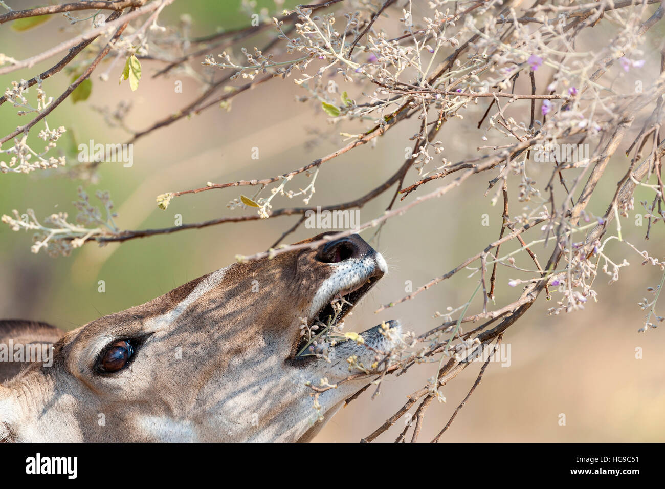 Greater Kudu browsing tree eat eating leaves close Stock Photo - Alamy