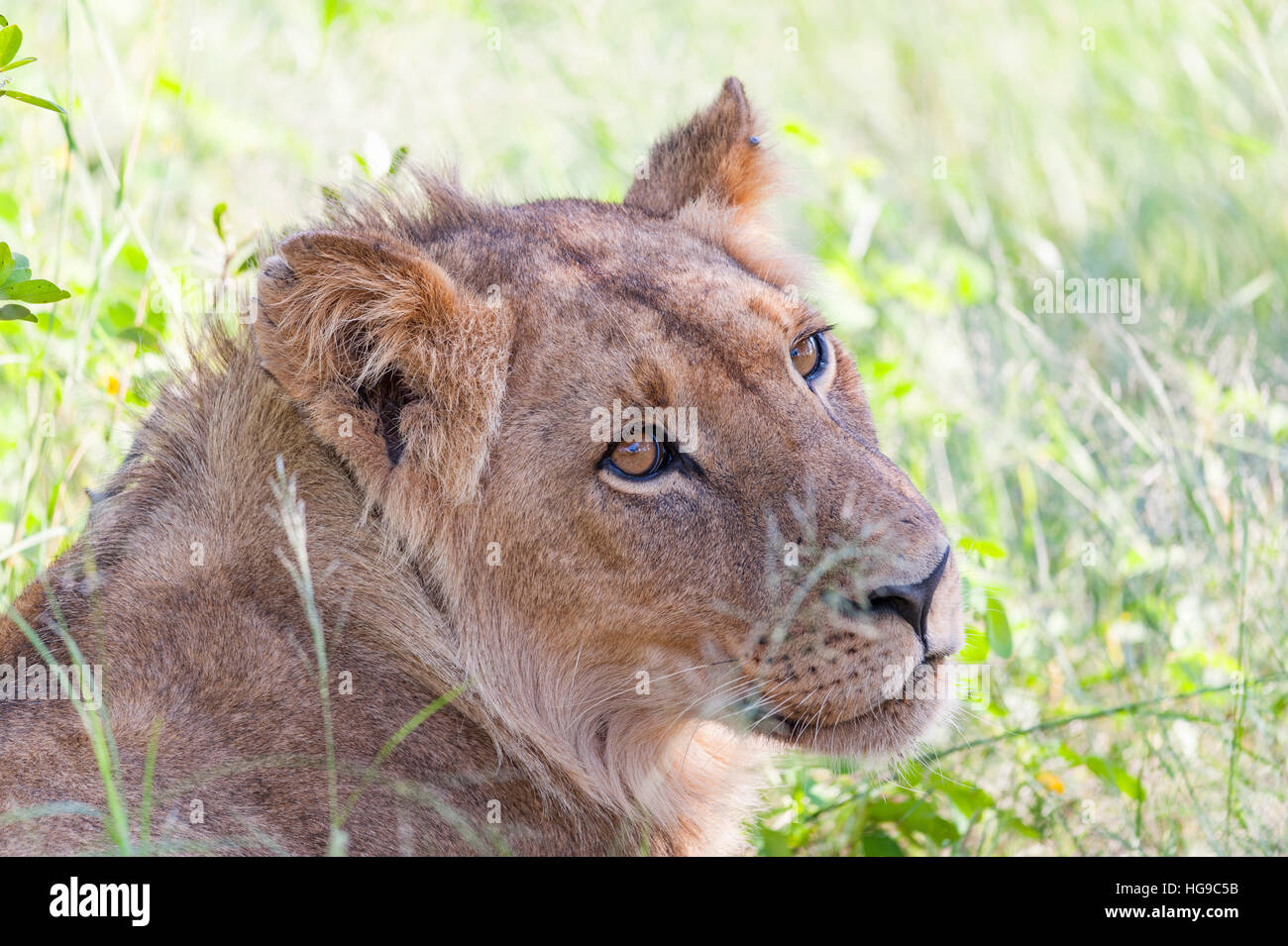 Young lion lying grass green Hwange season close Stock Photo - Alamy
