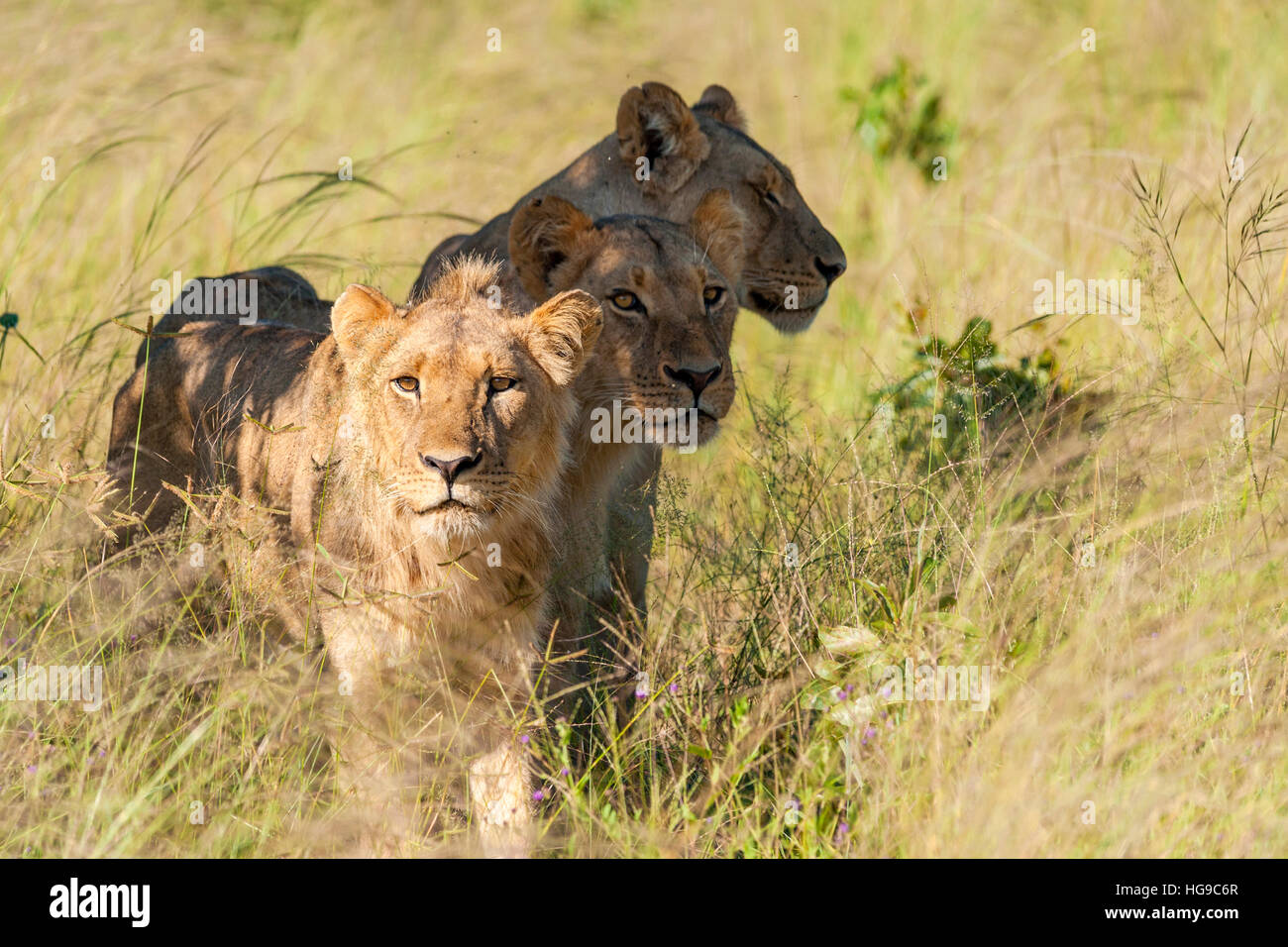 Lions hunting stalking young Hwange Zimbabwe hunt Stock Photo - Alamy