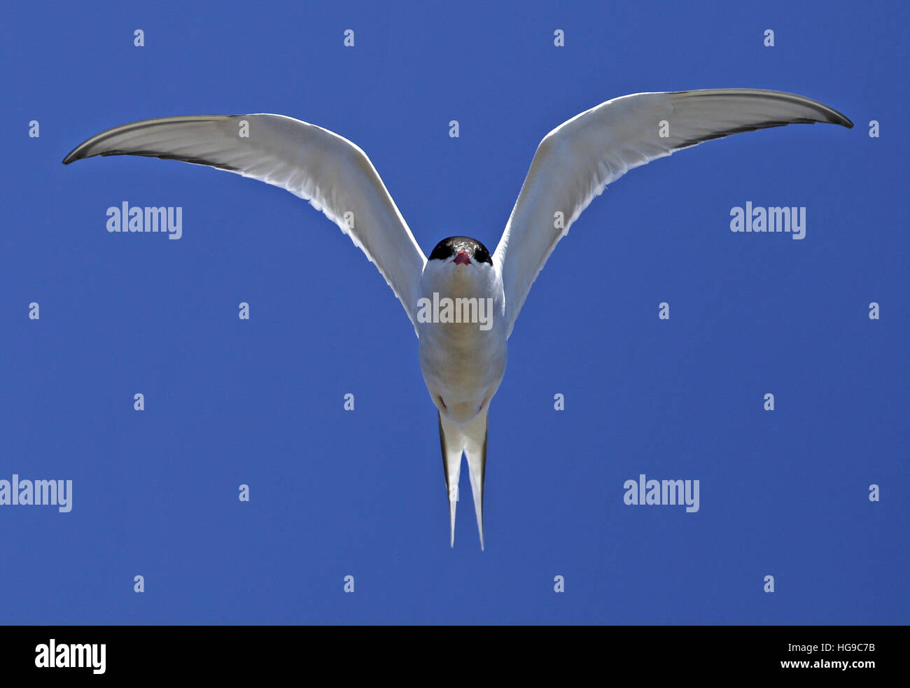 Arctic tern in flight above, blue sky Stock Photo - Alamy