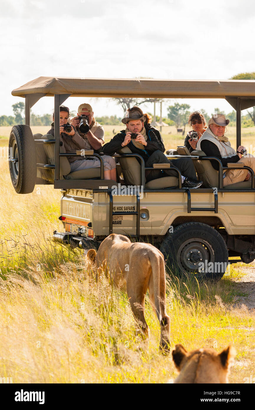 lion close safari vehicle Hwange National Park Lion Panthera leo lions ...