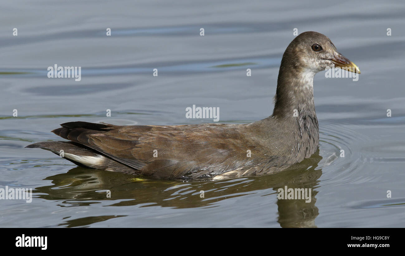 Young Common moorhen, gallinula chloropus, swimming side on Stock Photo ...