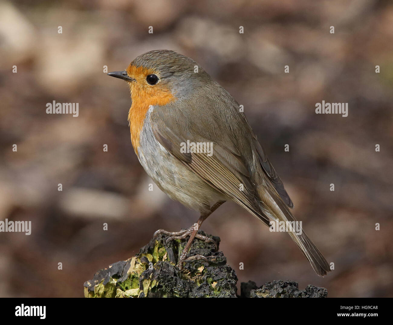 Profile of robin redbreast hi-res stock photography and images - Alamy