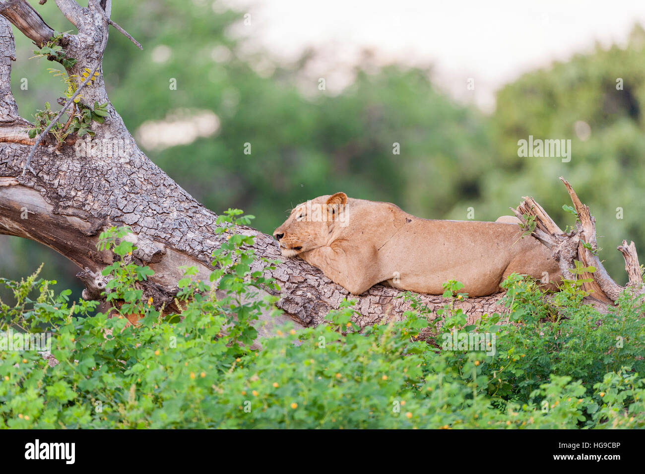 Lion sleeping hi-res stock photography and images - Alamy