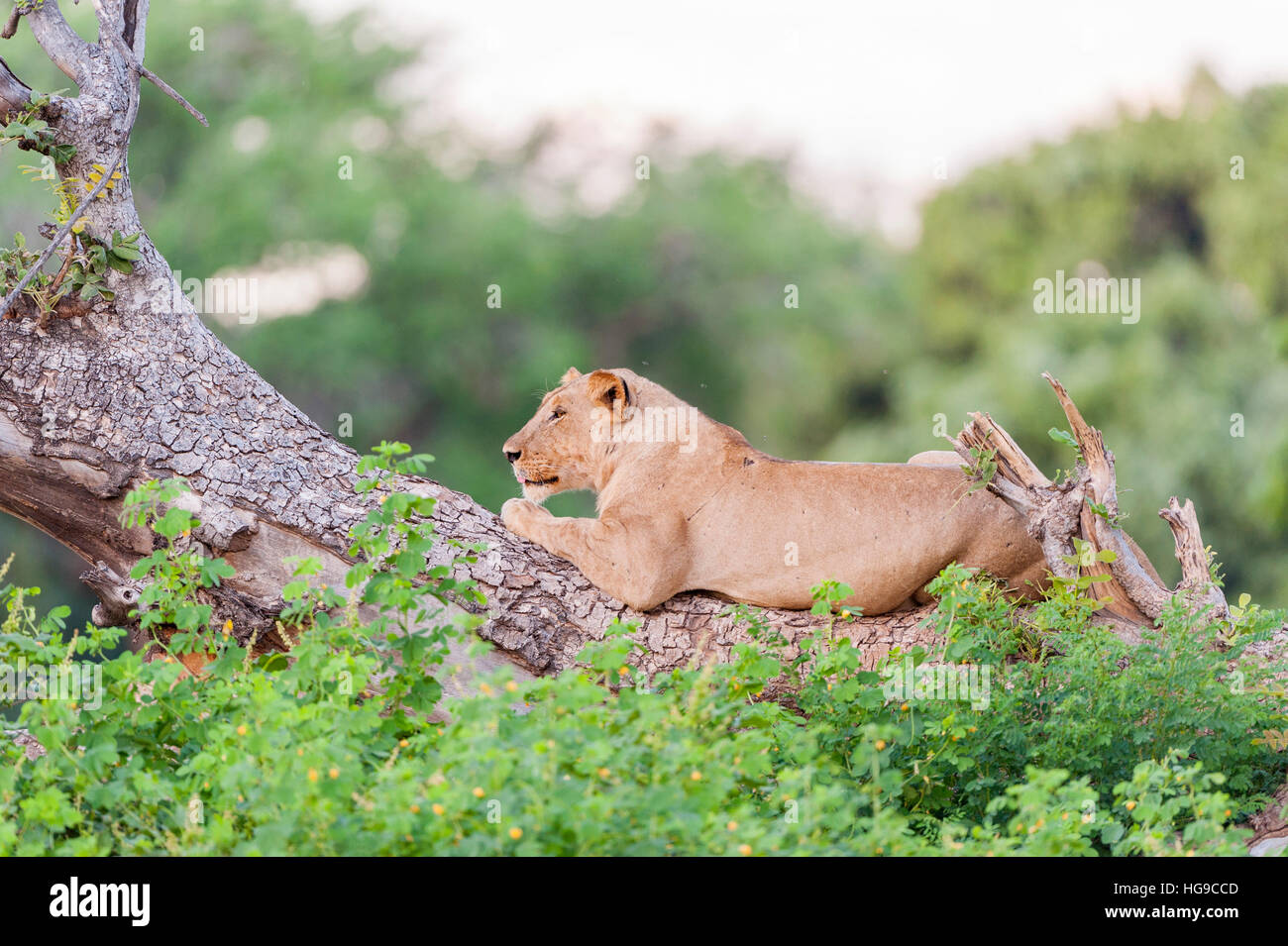 Lion sleeping tree resting up high Mana Pools high Stock Photo - Alamy