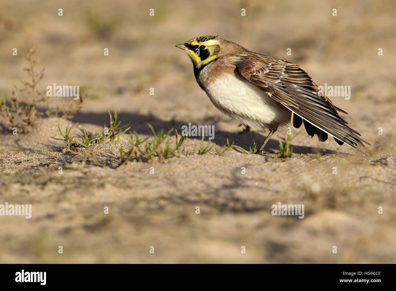 Wild Shore Lark (Eremophila alpestris) on a coastal sandy beach. Image ...