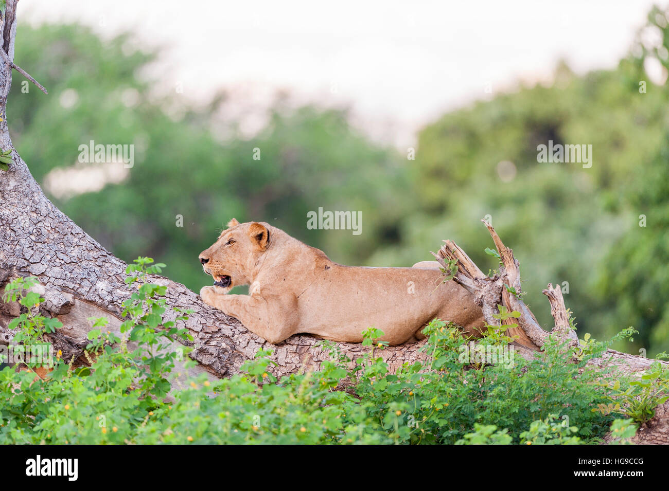 Lion sleeping hi-res stock photography and images - Alamy