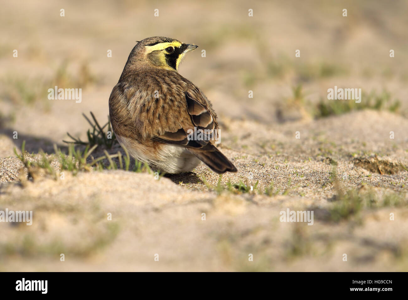 Wild Shore Lark (Eremophila alpestris) on a coastal sandy beach. Image ...