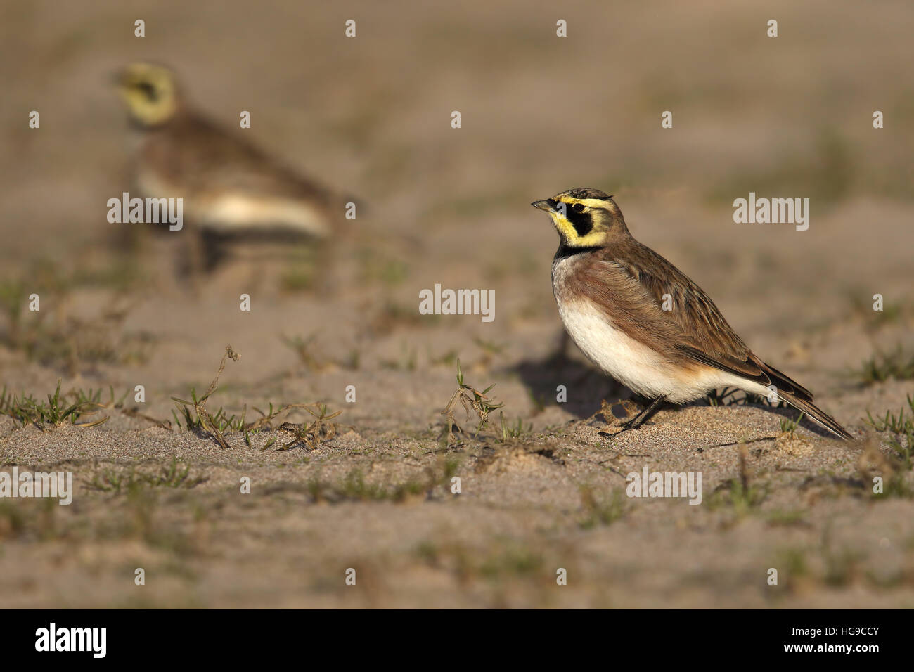 Wild Shore Lark (Eremophila alpestris) on a coastal sandy beach. Image ...