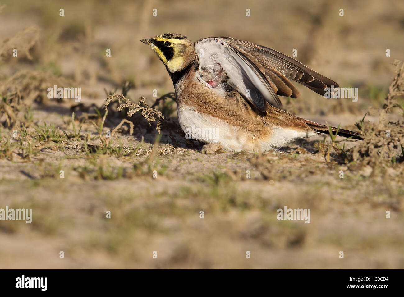 Wild Shore Lark (Eremophila alpestris) on a coastal sandy beach. Image ...