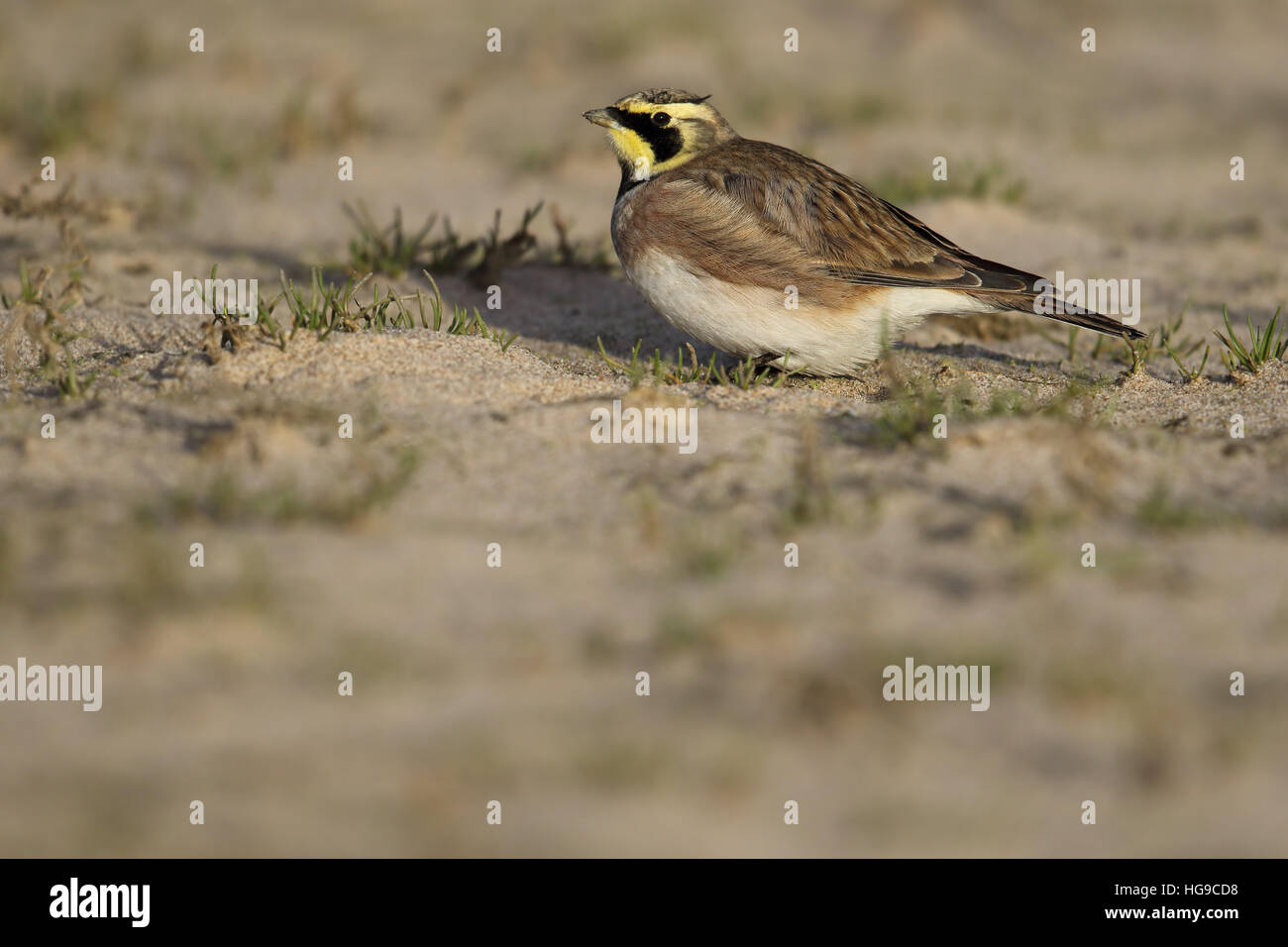 Wild Shore Lark (Eremophila alpestris) on a coastal sandy beach. Image ...