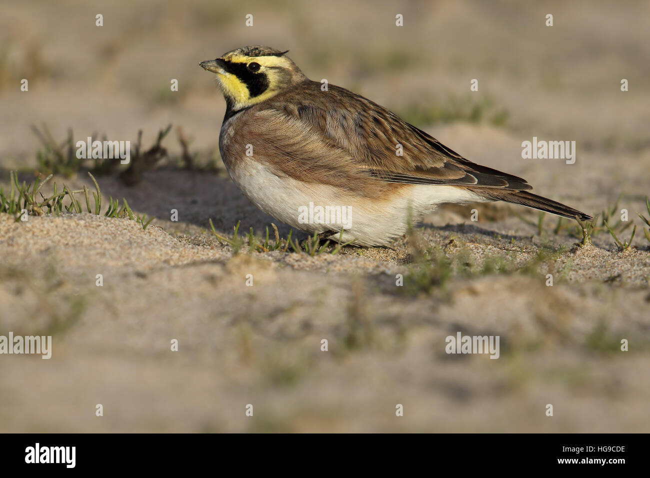Wild Shore Lark (Eremophila alpestris) on a coastal sandy beach. Image ...
