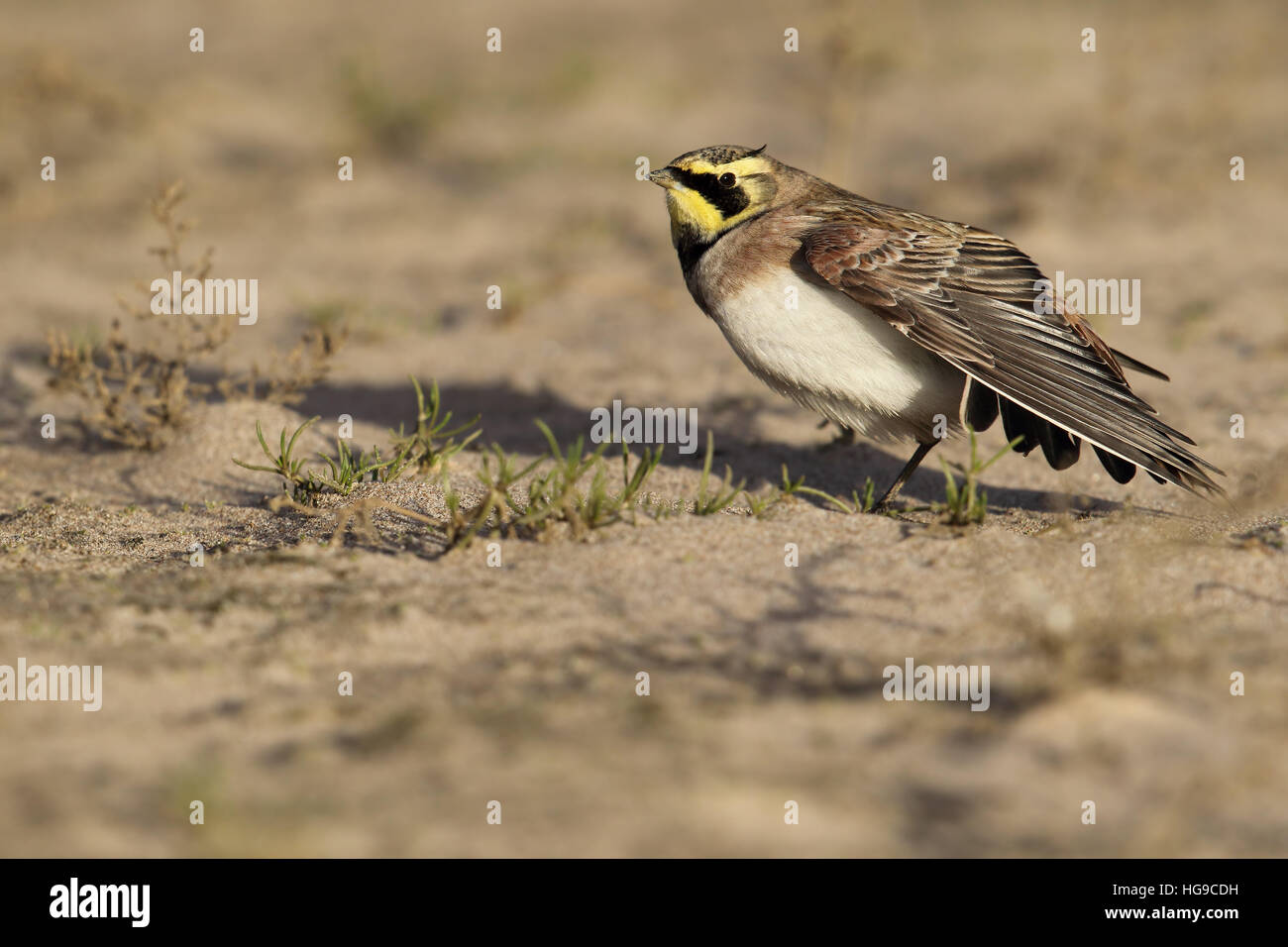 Wild Shore Lark (Eremophila alpestris) on a coastal sandy beach. Image ...