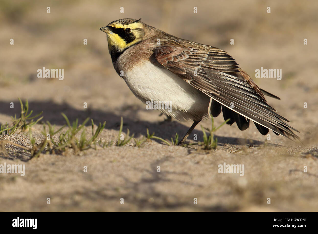 Wild Shore Lark (Eremophila alpestris) on a coastal sandy beach. Image ...