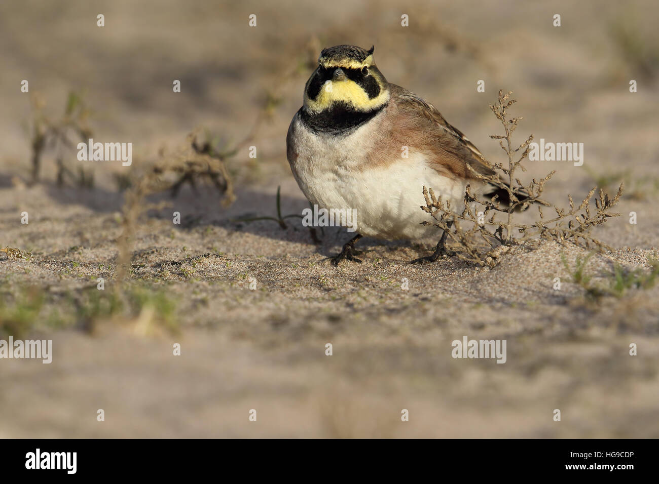 Wild Shore Lark (Eremophila alpestris) on a coastal sandy beach. Image ...