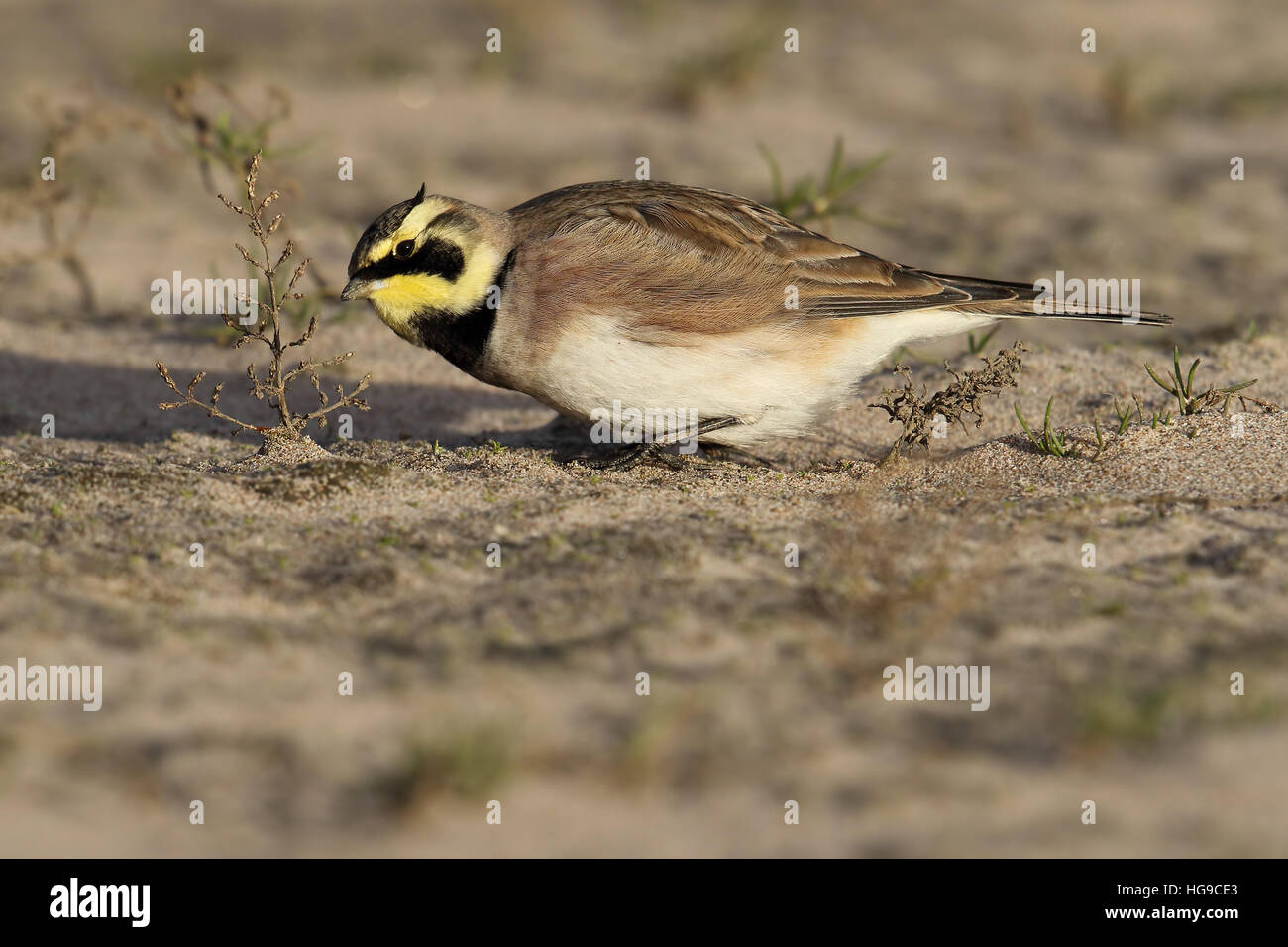 Wild Shore Lark (Eremophila alpestris) on a coastal sandy beach. Image ...