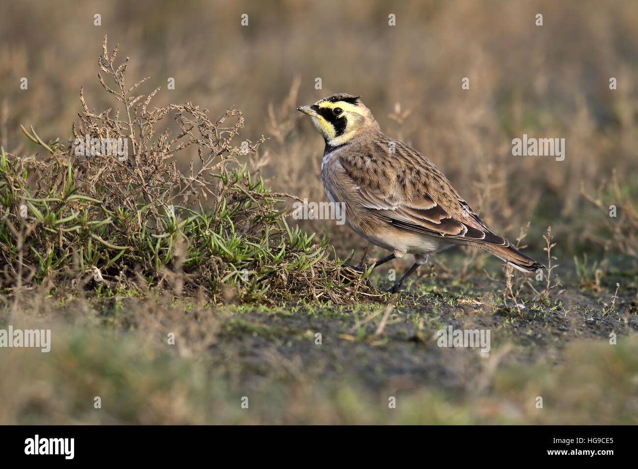 Wild Shore Lark (Eremophila alpestris) on a coastal sandy beach. Image ...